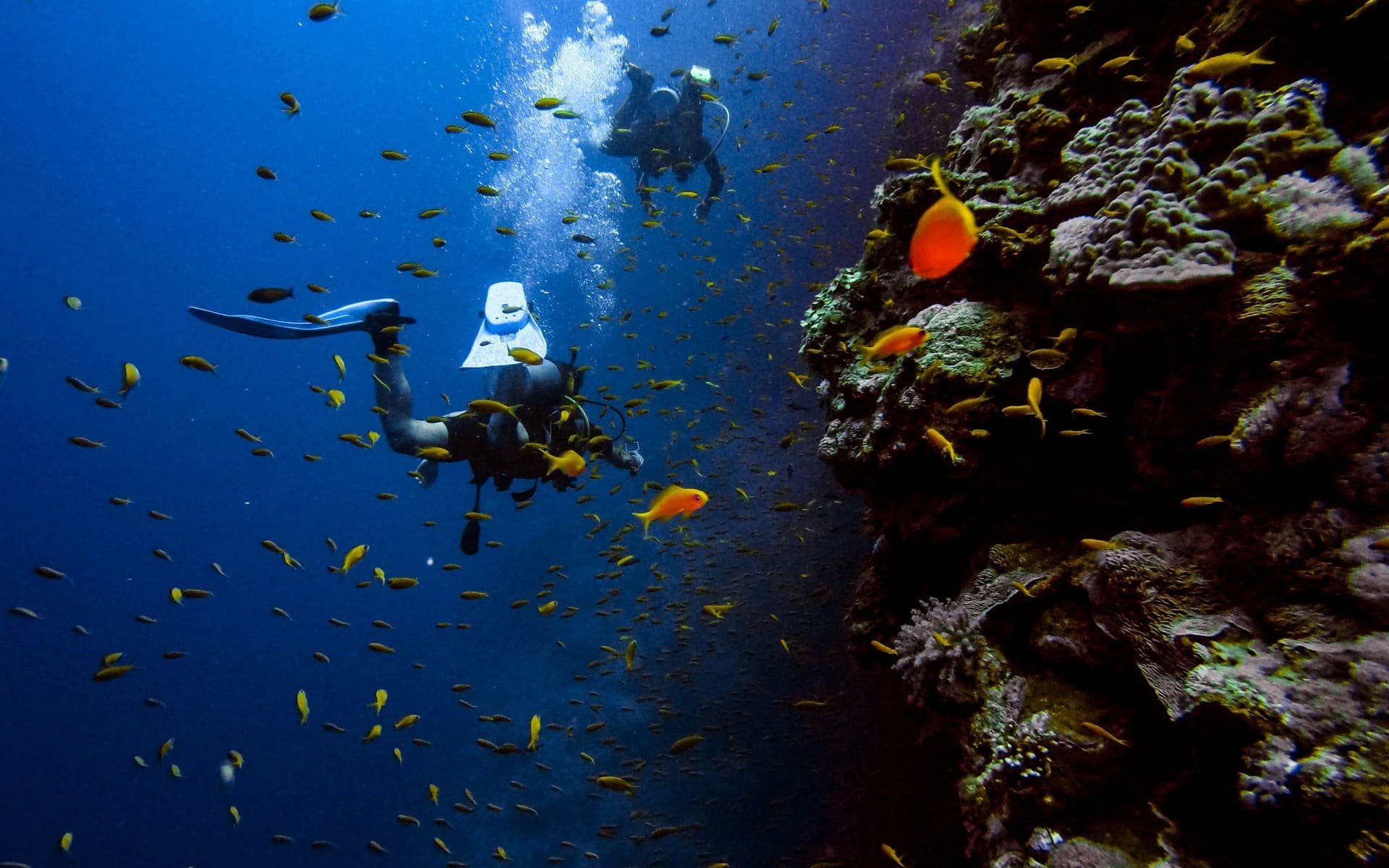 Dive Nemo Hurghada Prices – Intro & PADI Courses & Daily Diving