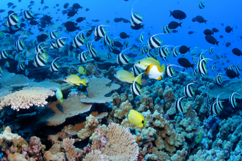 Fish & Marine Life - Dive Nemo